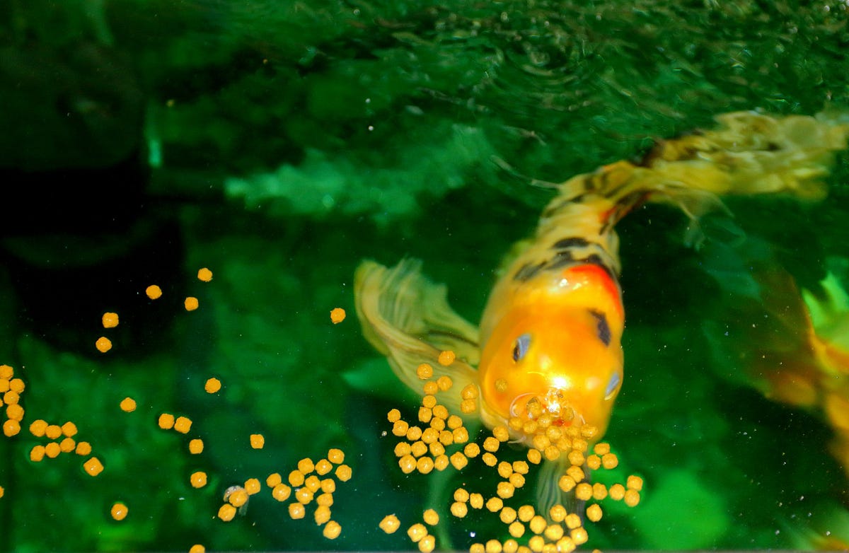 Nourishing Your Koi: Choosing the Right Koi Fish Food for Vibrant ...