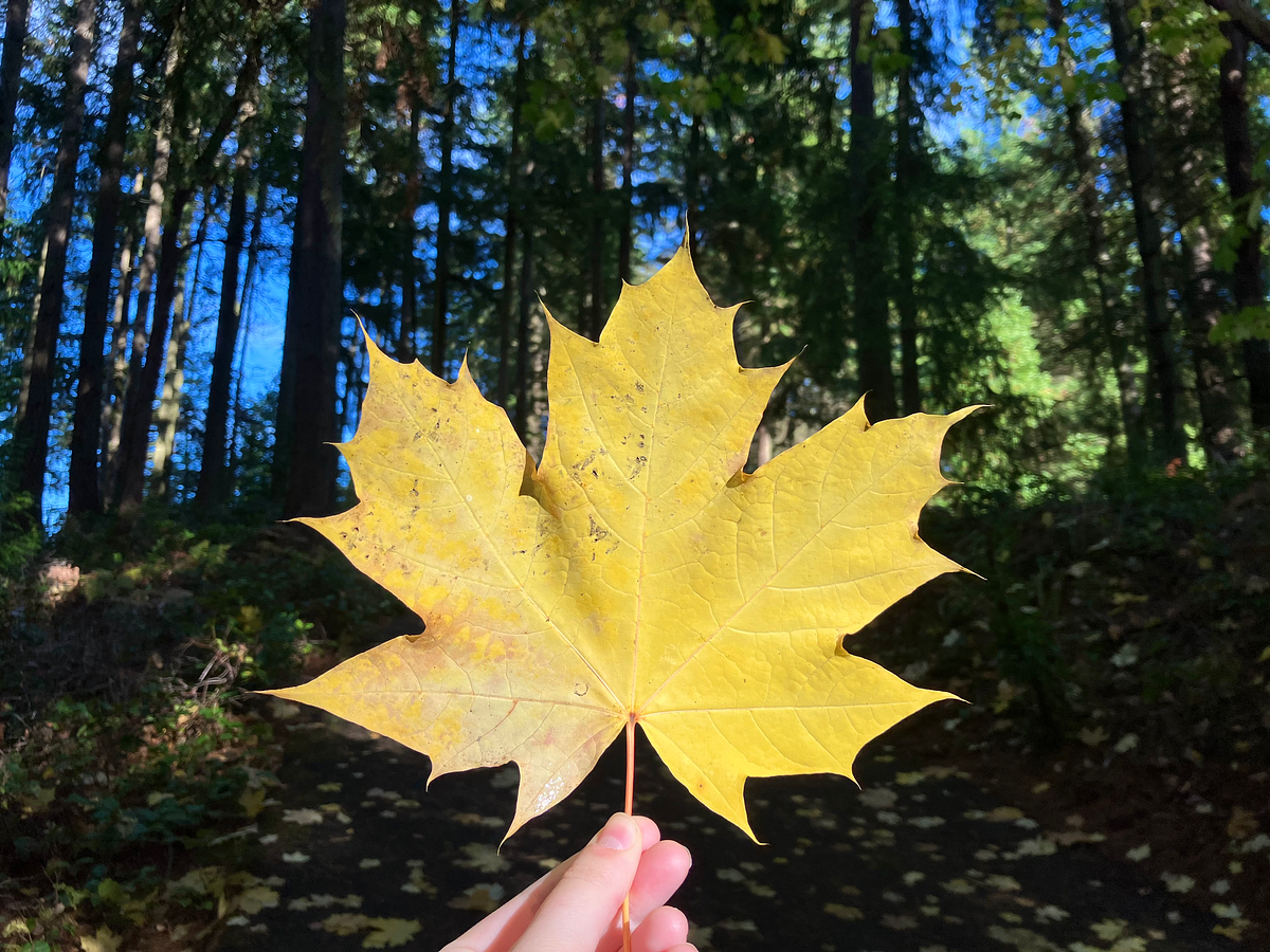 Autumn in Short Poems: 13 Haiku and Tanka to Inspire Reflection on ...