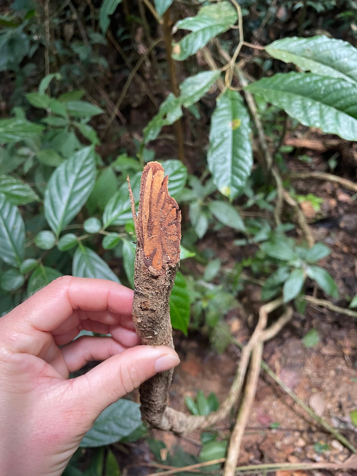 6 Life Lessons I Learned The Year After My Ayahuasca Retreat | by ...