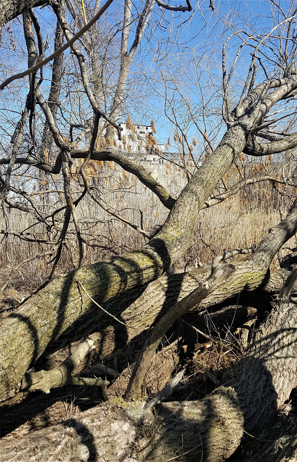 The Preserve. A Jaunt Through Reclaimed Nature | by Justin Haag ...