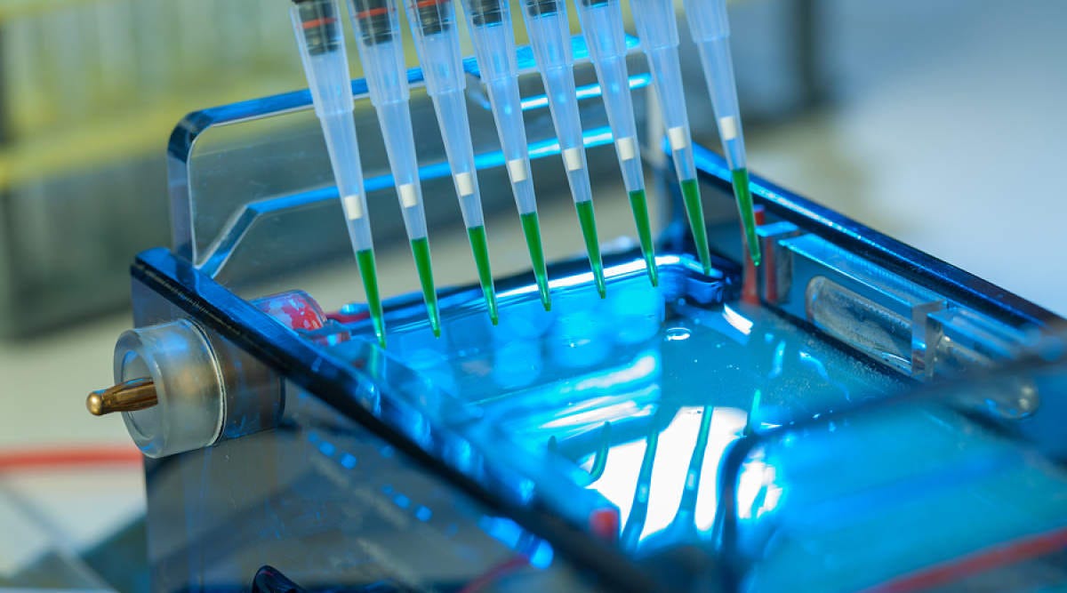 Electrophoresis is a DNA separation procedure in a liquid sample ...