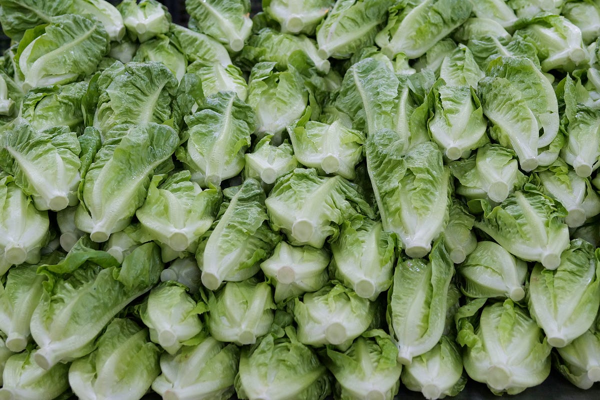 When Lettuce Becomes Unhealthy, It’s Time to Rethink Our Approach to ...