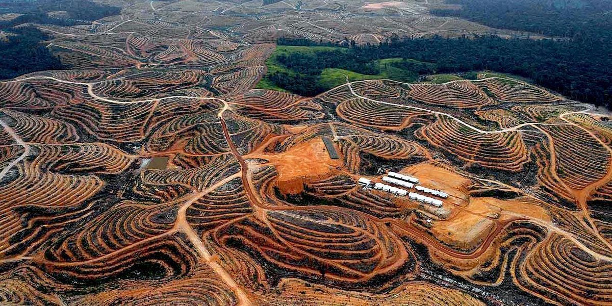 Historic Verdict in Indonesia’s Fight Against Deforestation | by John ...