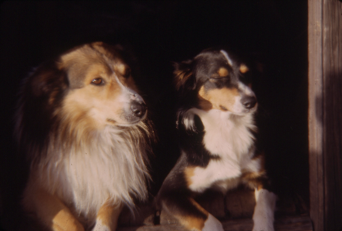 Kimdog and the Returning Swallows… | by Jack Bybee | Medium