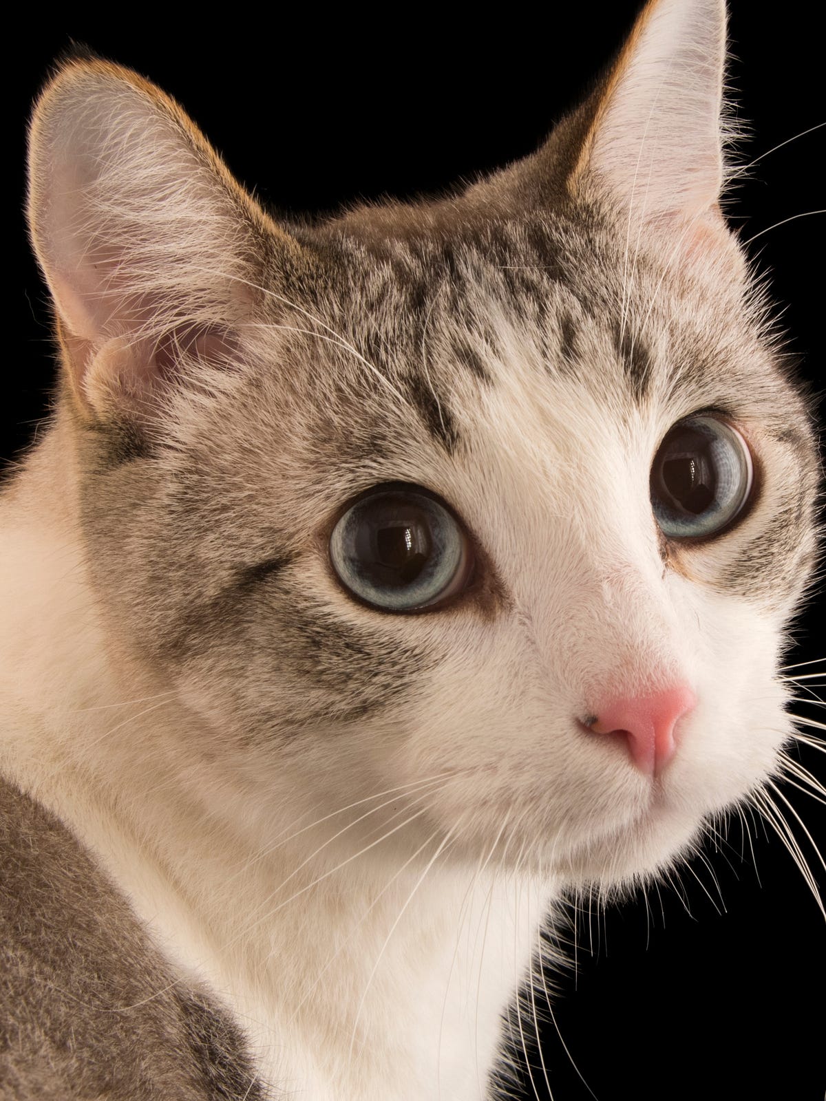 Worlds Richest Cat Nala’s journey to becoming social media Superstar ... Worlds Richest Cat Nala’s journey to becoming social media Superstar ...