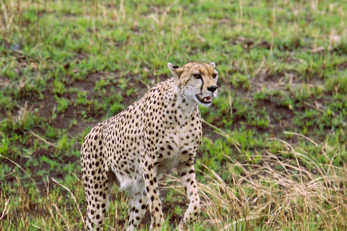 4 Lessons we can learn from Cheetahs- Understanding the power and grace ...