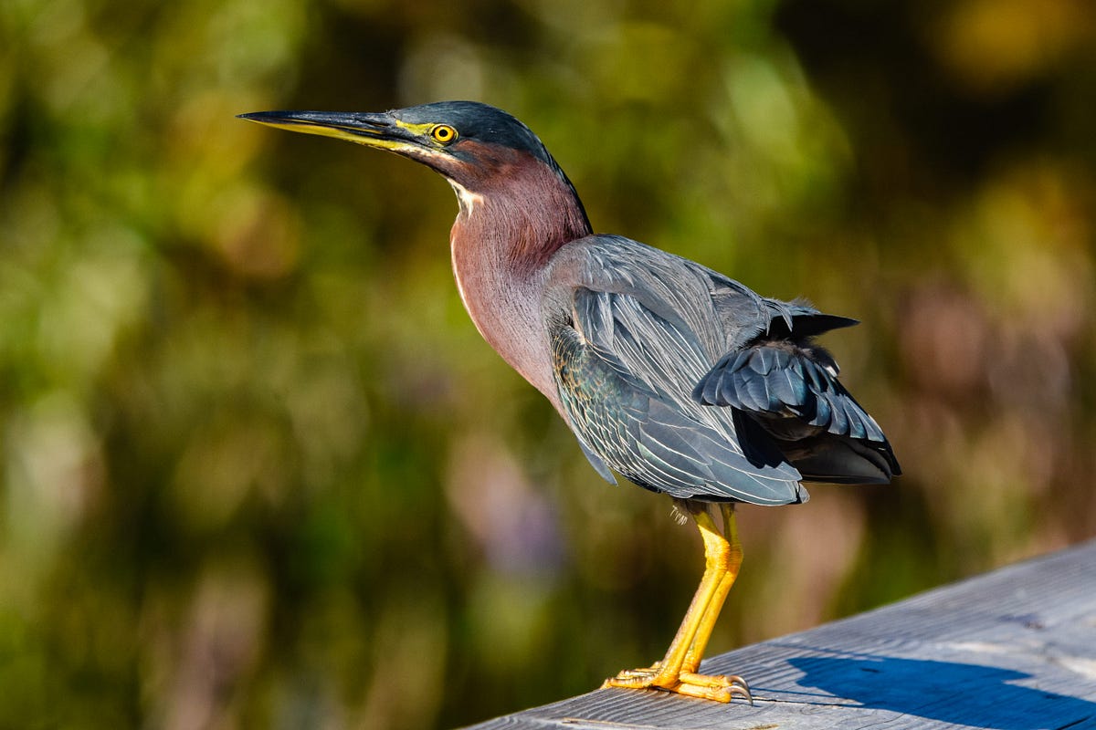 Nov-Dec 2021 | Austin Bell’s Birds