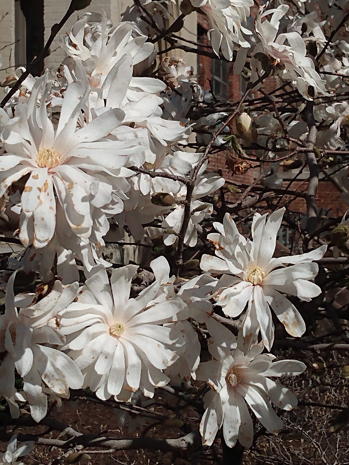 Spring Equinox in Haiku - Renée Elizabeth Winfield - Medium