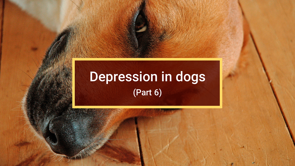 Do dogs get depression? How to help your sad dog? (Part 6- Dog Behavior ...