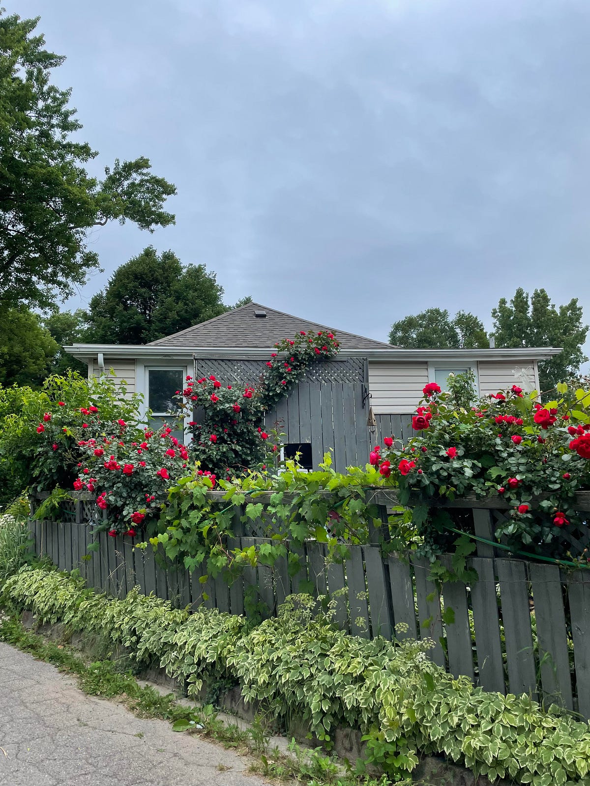 Curb Side Opus. My grandchild, Kieran, sent a picture… | by Mary Daurio ...