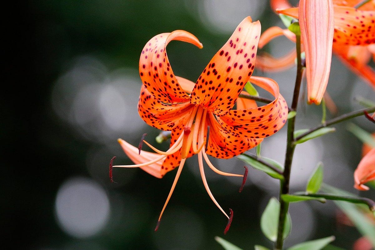 How to Grow and Care for Tiger Flower | by Lawnsroot.com | Medium