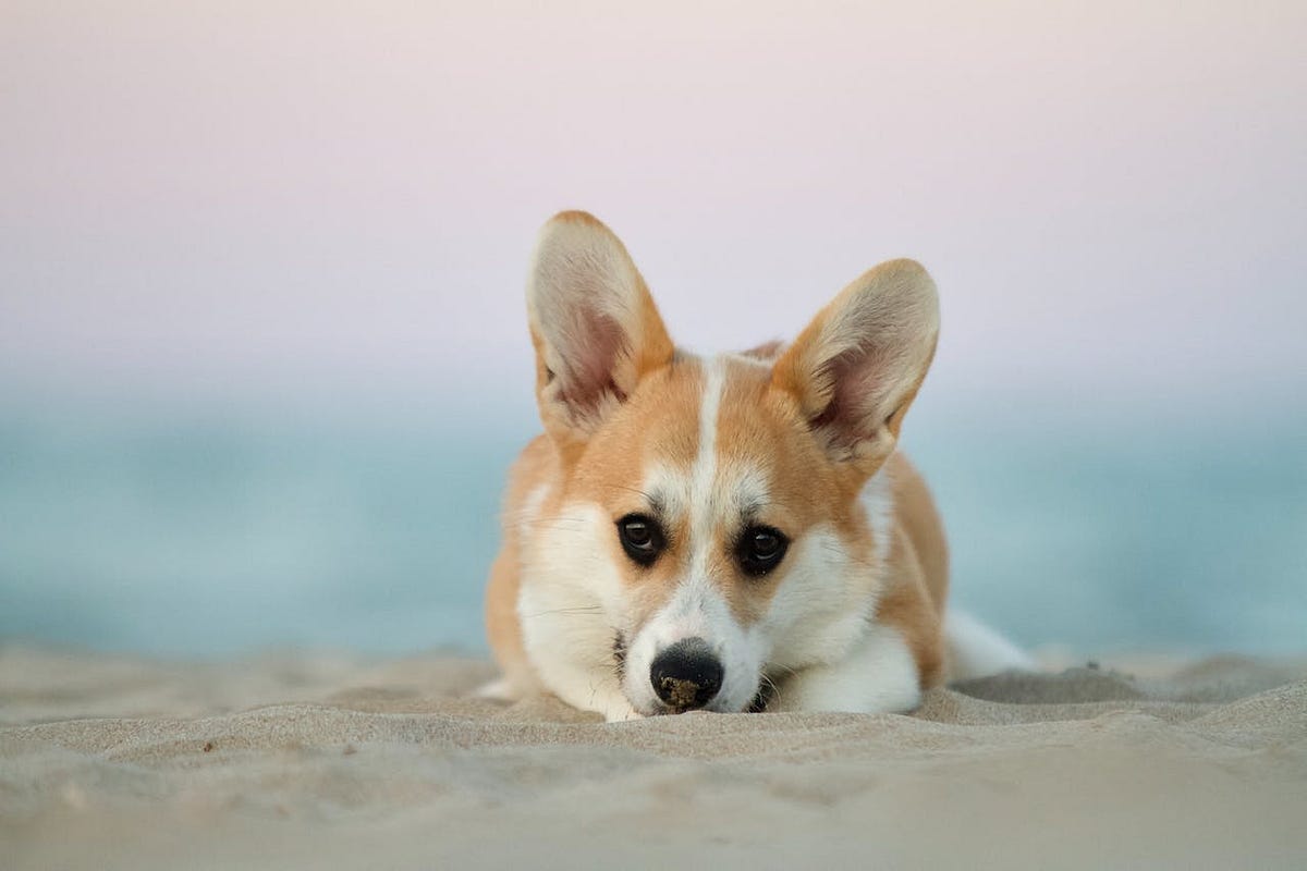 Corgi Chronicles: A Guide to Pembroke Welsh Wonders | by Pet Care ...