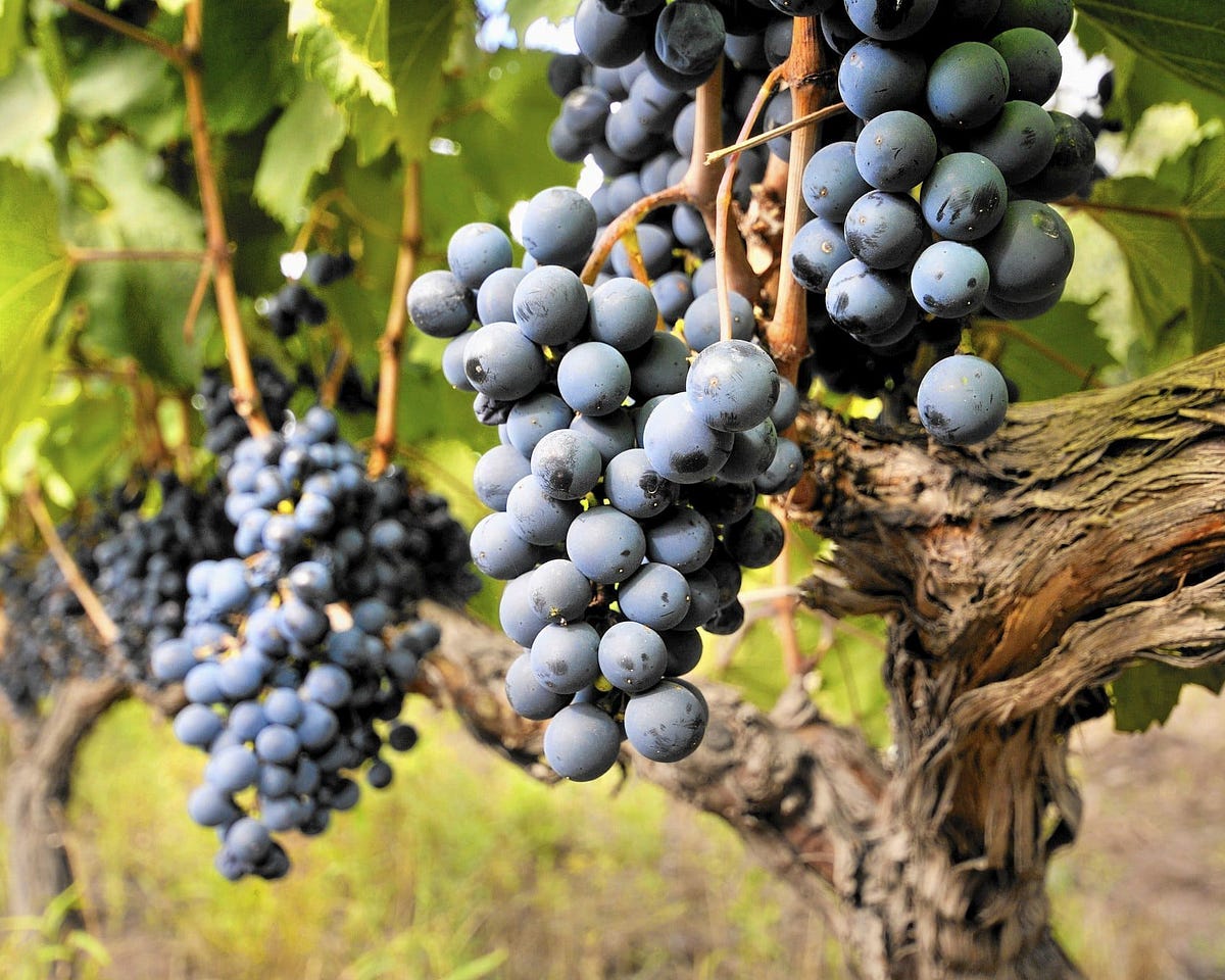 Argentina’s flagship grape shines on World Malbec Day | by Christopher ...