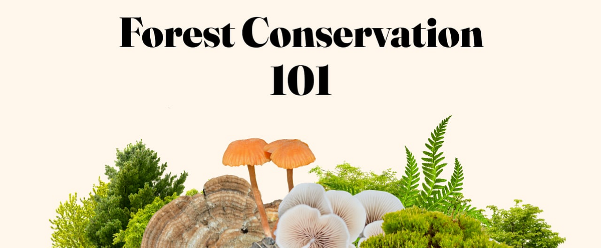 Complete Guide to Forest Conservation From Importance to Methods | by 🔰 ...