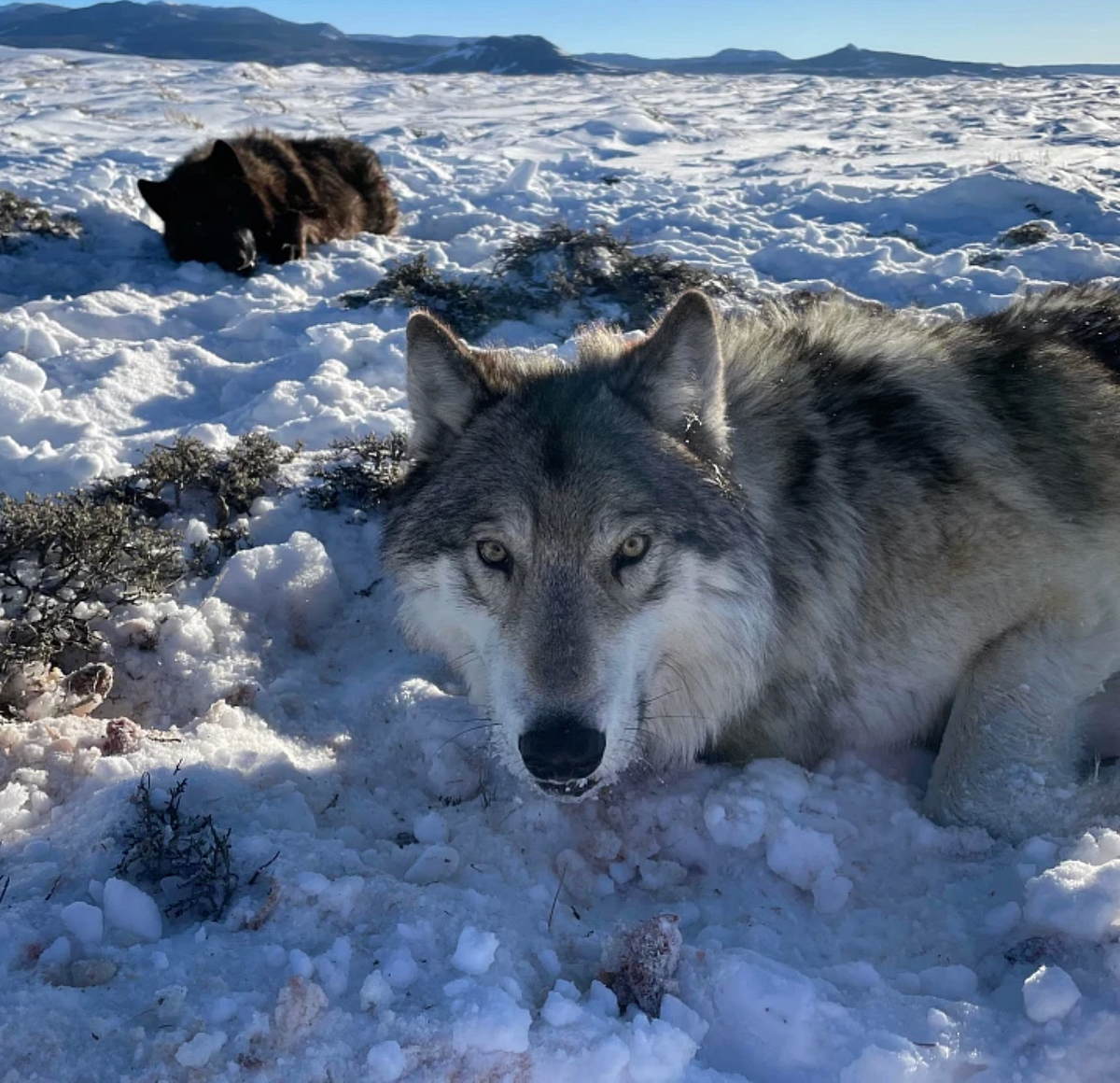Colorado Agriculture and Canadian Wolves: | by John Williams Sr, MD ...
