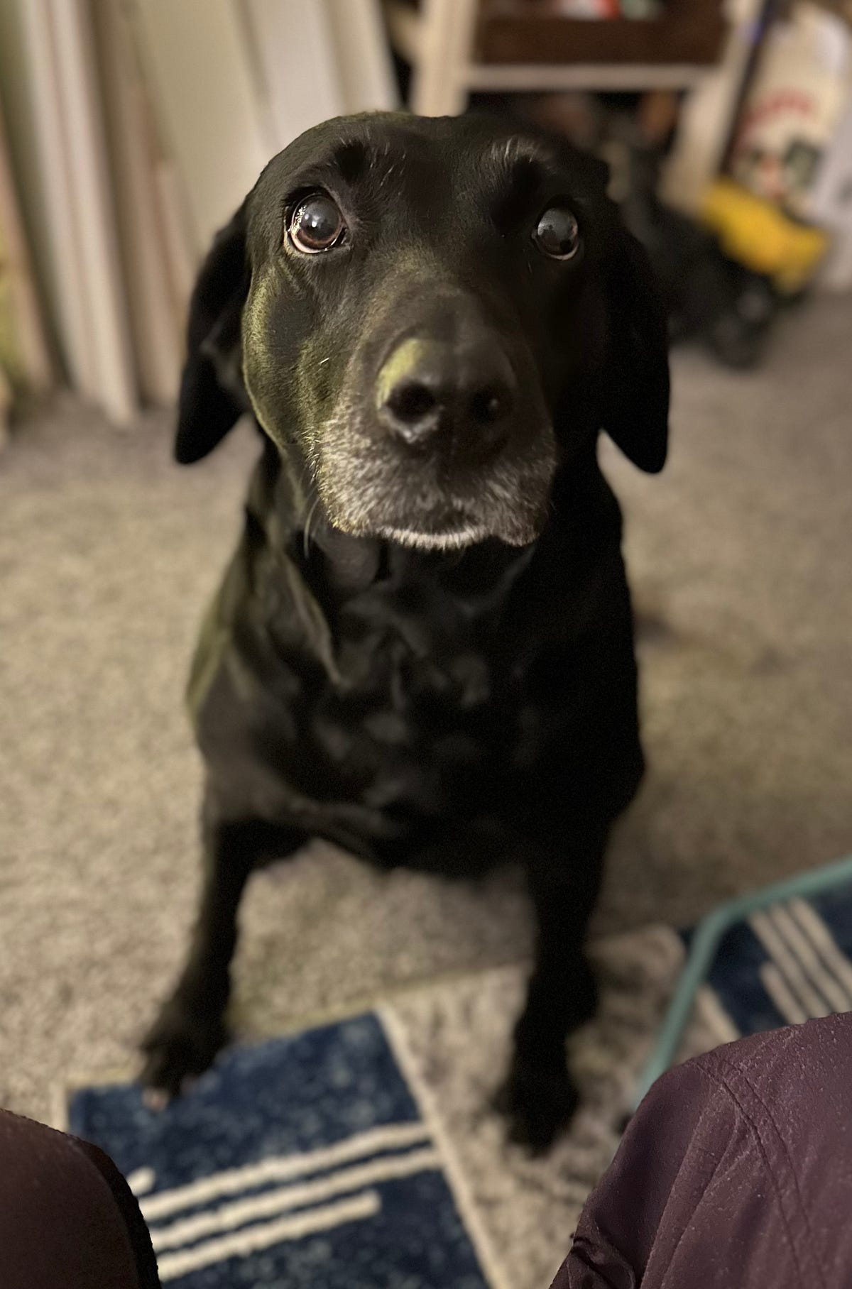 Title: The Unconditional Love of Dogs: A Reflection on Love and Loss ...