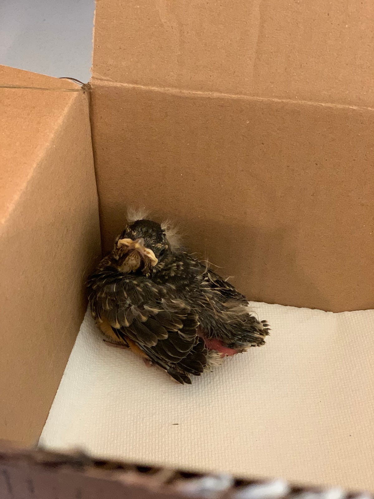 Robin Rescue. A spark of hope in uncertain times | by Kallie Allen ...