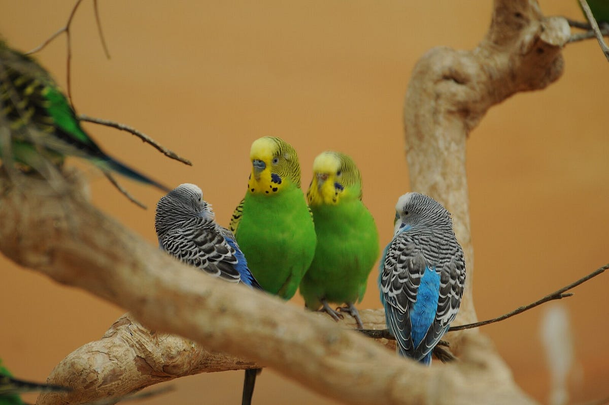 You Can Teach An Old Bird New Tricks, But Only If They Want To Learn ...