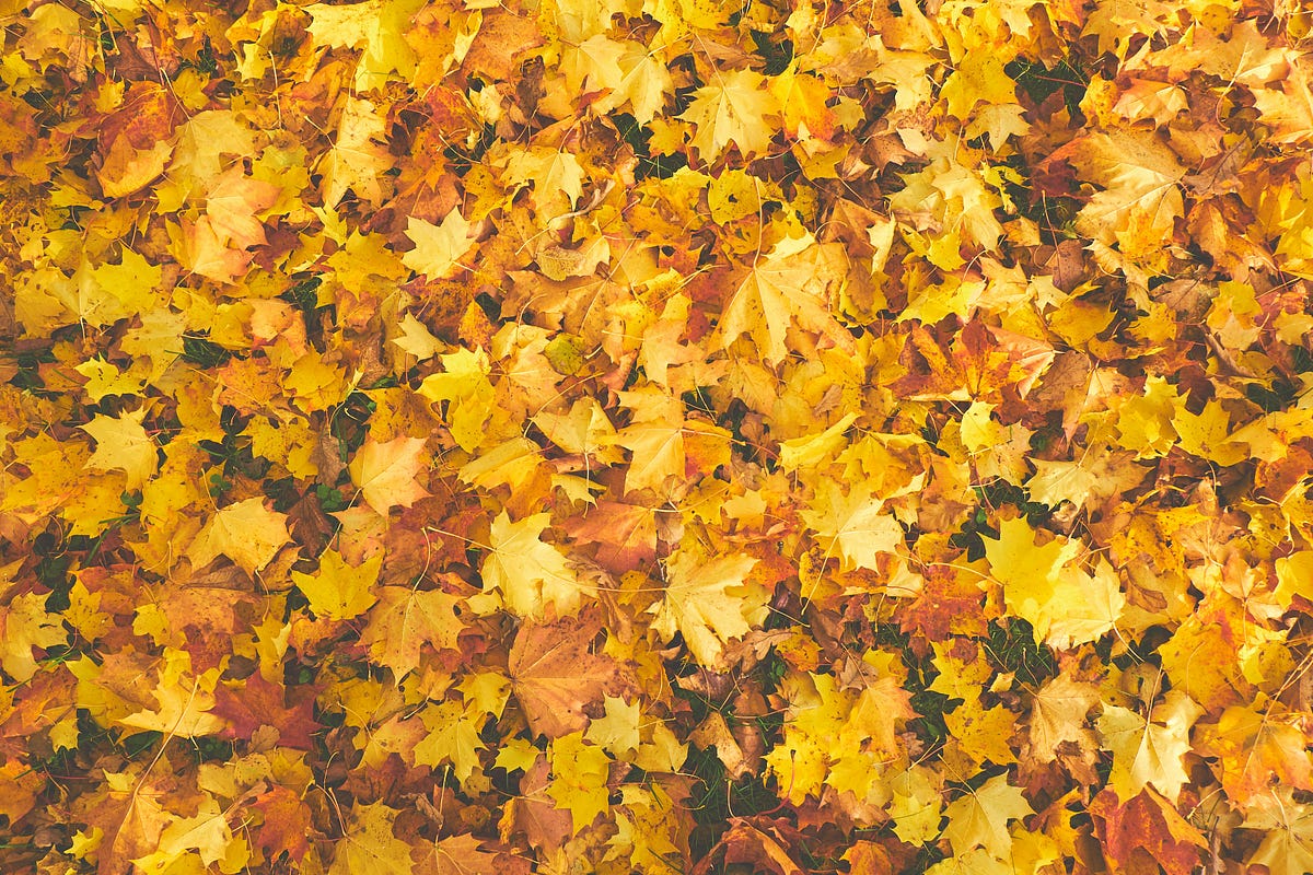 Introduction to Image Processing — Part 9: Leaf Classification with ...