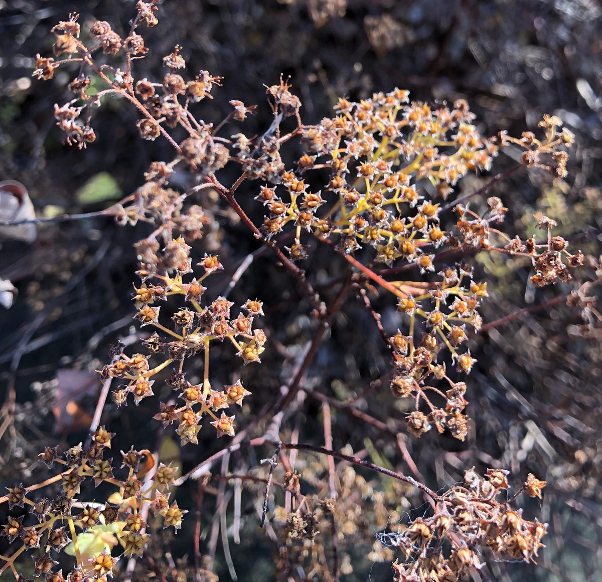 Monday Haiku #28 - Whispered Words - Medium