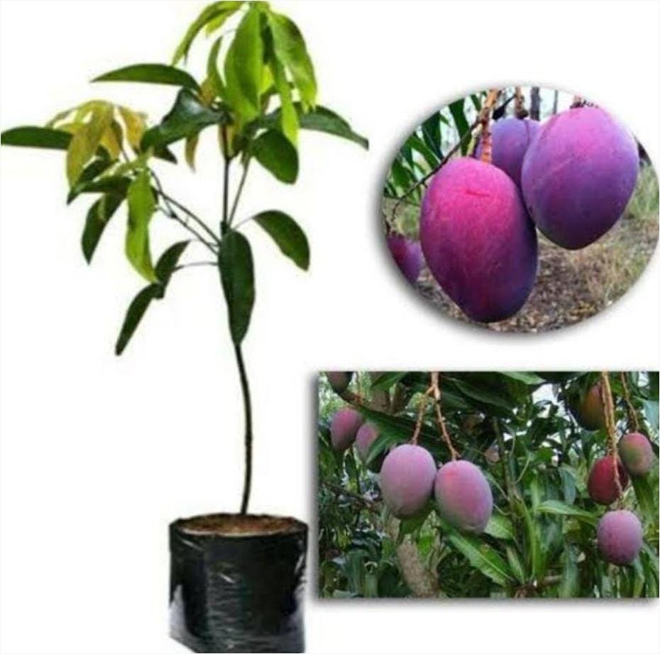 Bibit Mangga Red Ivory Kota Bekasi | by Agro Tani Berkarya | Medium
