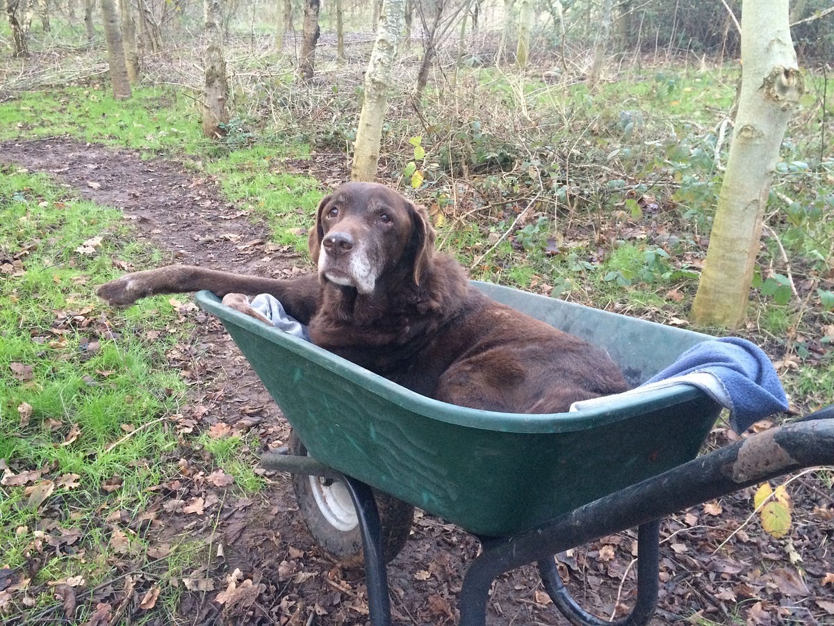 The Day We Put My Dog in a Wheelbarrow | by Josh Porter | Thought ...