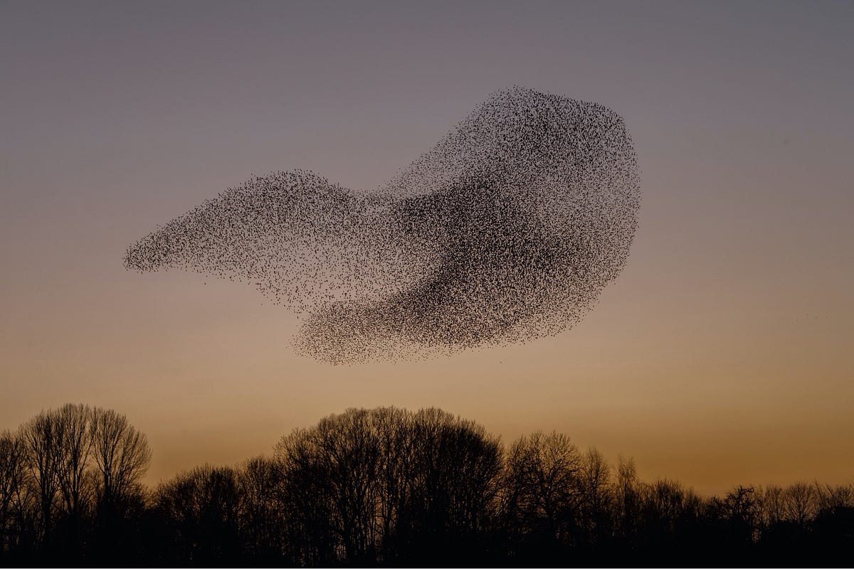 3 Rules from Nature's Complex Systems for Better Business Performance ...