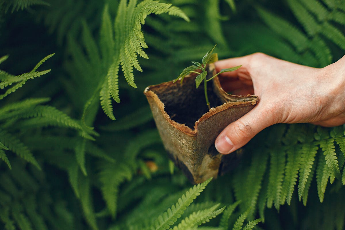 5 Amazing Tips on How to Grow Herbs Indoor | by Get Greenie | Medium