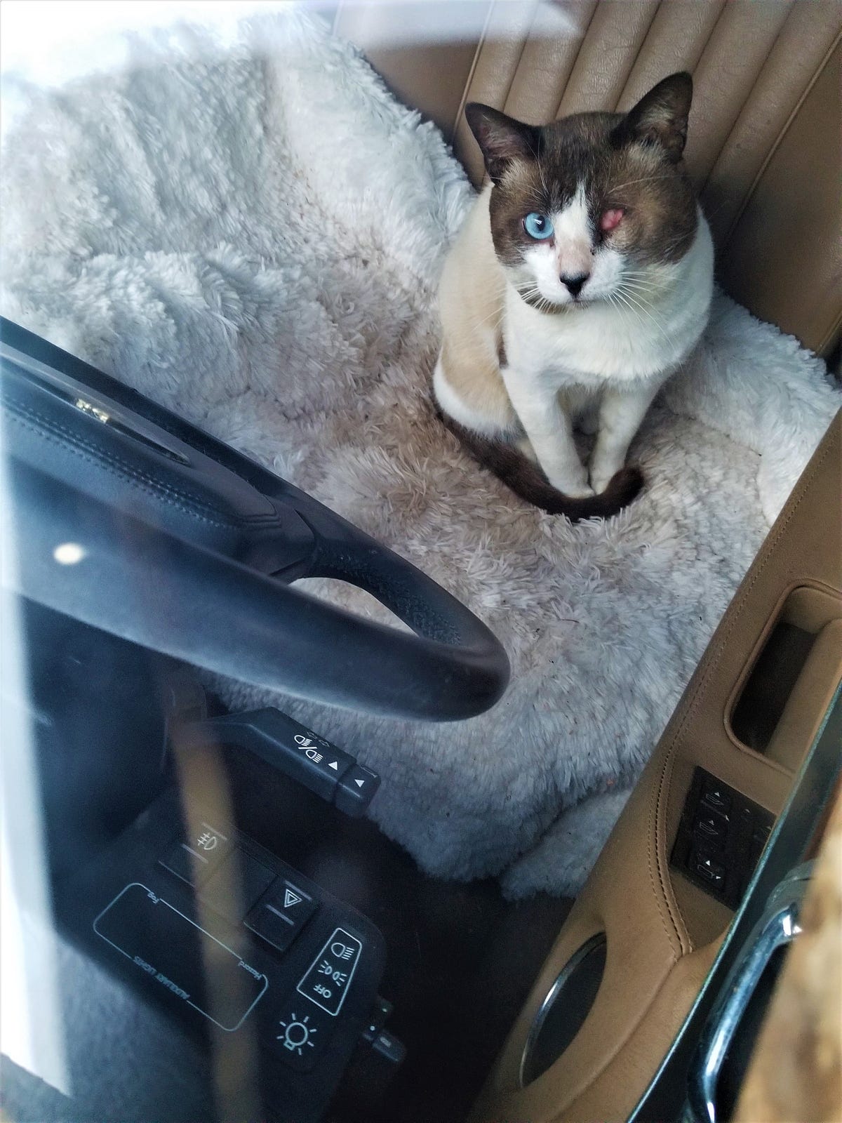 One-Eyed Jack. My Life Lessons from the Stray who took… | by Anita ...