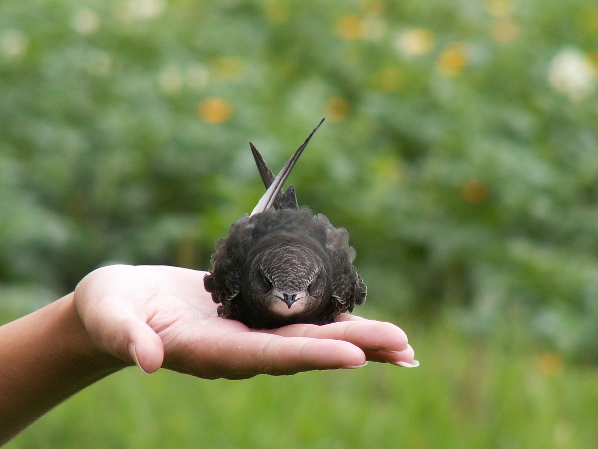 Swift — memoize() walk through. Exploration of functional swift… | by Maxim Veksler | Medium