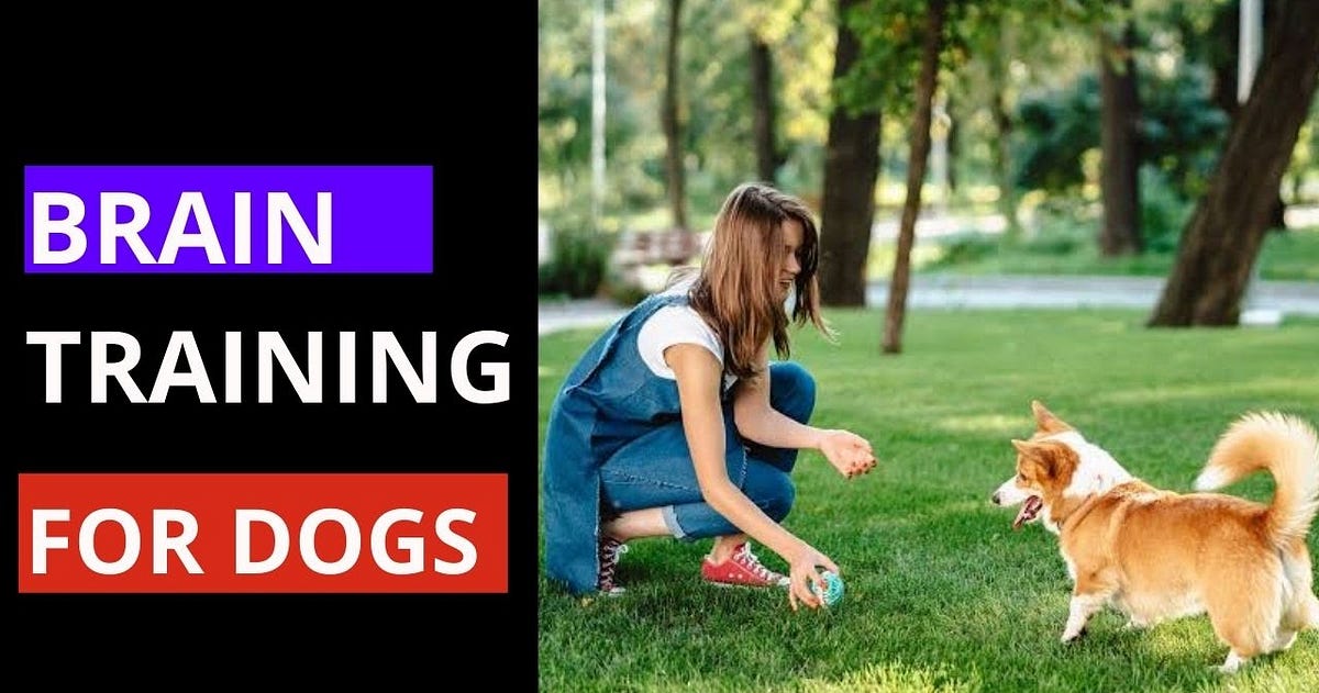 BRAIN TRAINING FOR DOGS. Are you interested in learning more… | by ...