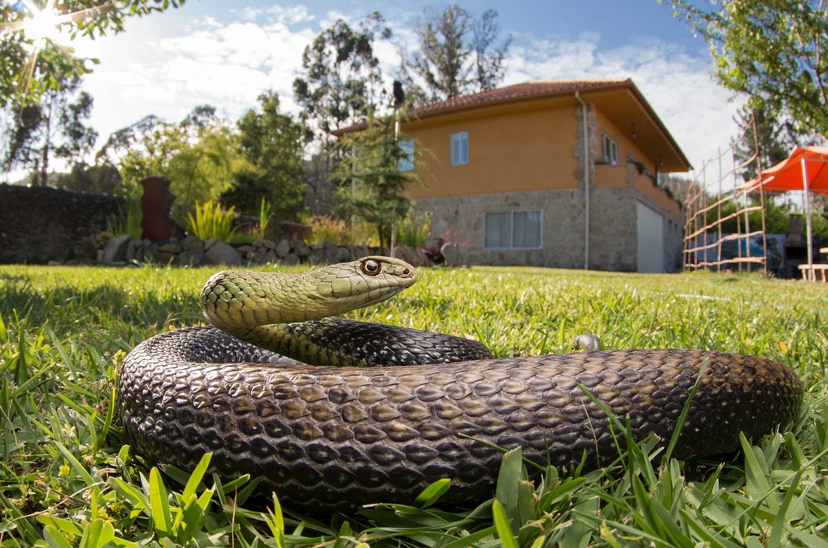 How Rodents Attract Snakes!. I. Why Spring Brings Unwanted Guests… | by ...