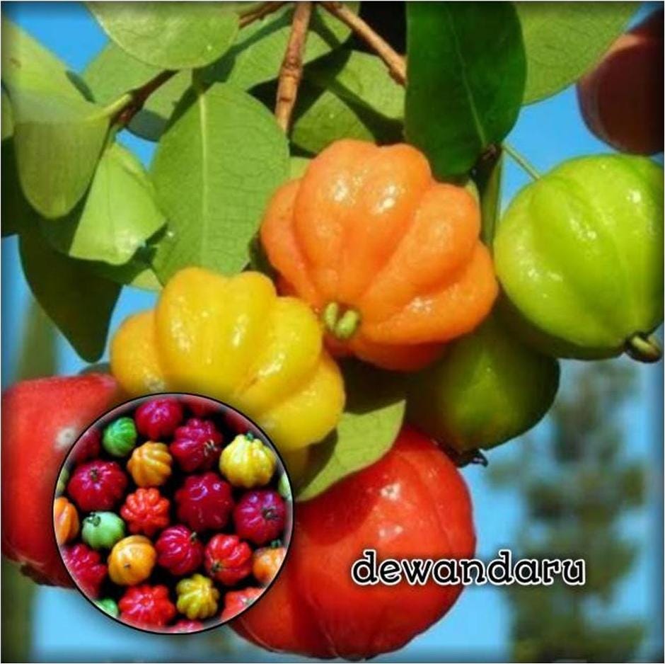 Bibit Buah Dewandaru Garut | by Jogokaryo Gardener | Medium
