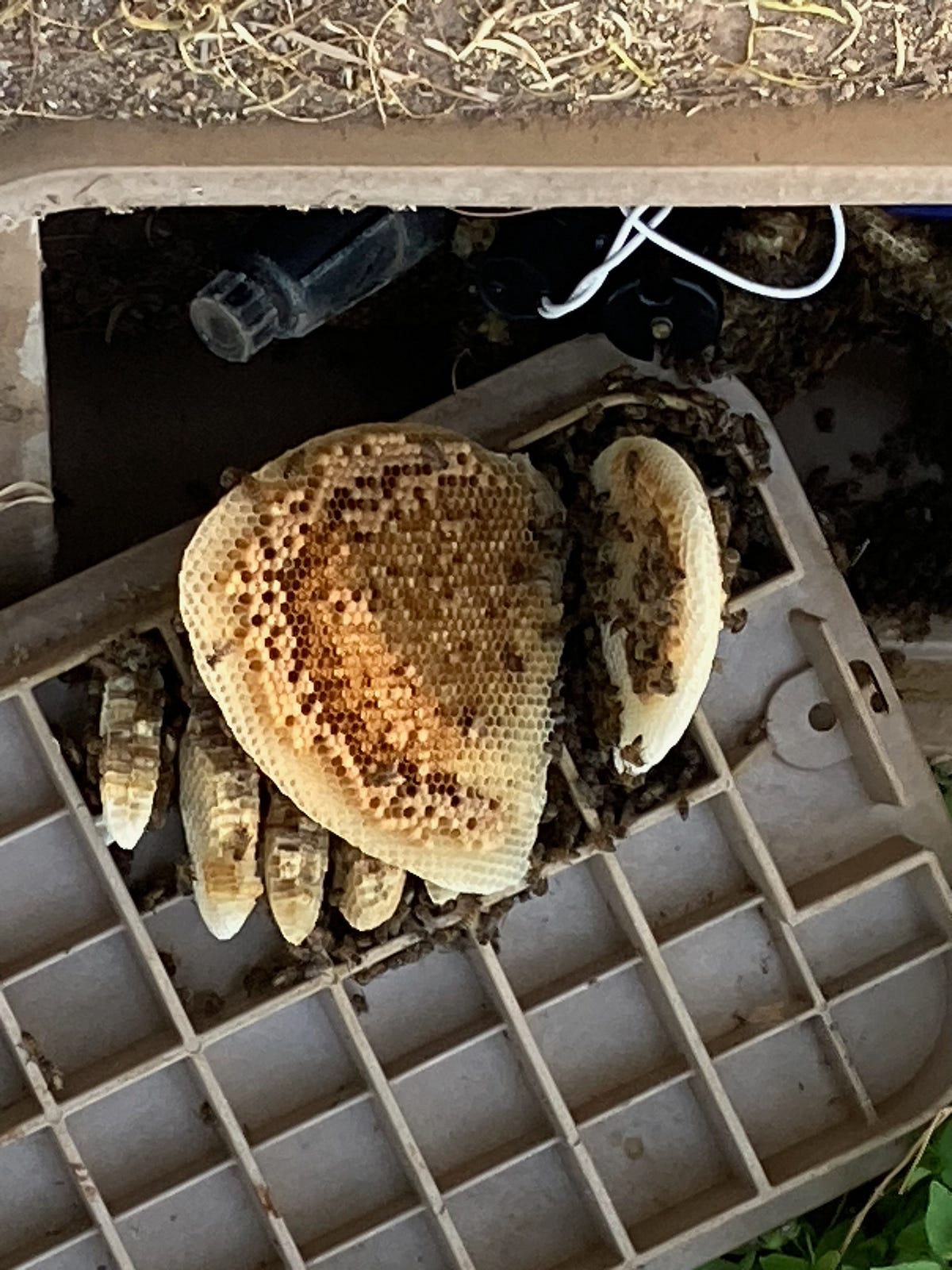 Honeybee Feats of Strength: Making One Pound of Beeswax | by Vegas Bees ...