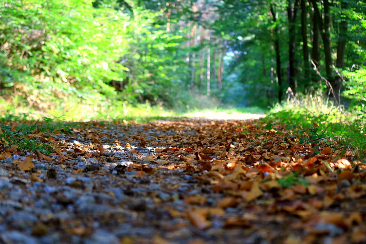 Squirrel Race. Week ten of the photographic… | by Anne Bonfert ...