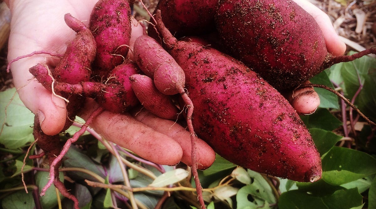 Sweet potato - Lily - Medium