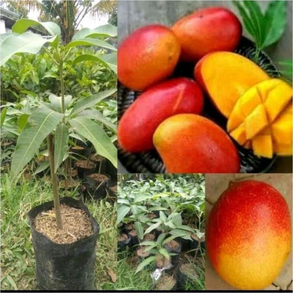 Bibit Mangga Garifta Merah Buah Manis Legit Hasil Sambung Pucuk Cod ...