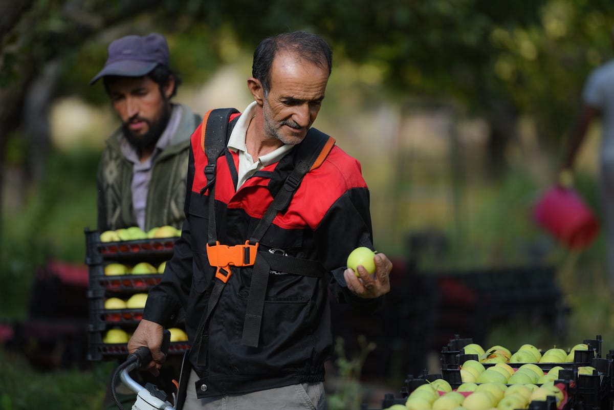 The Parable of the Orchardist. The orchardist planted seedlings in a ...