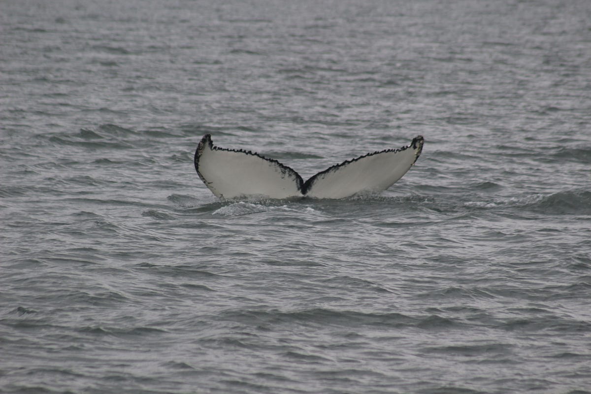 Don’t Ride That Whale. Poetry from the margins — of my law… | by ...