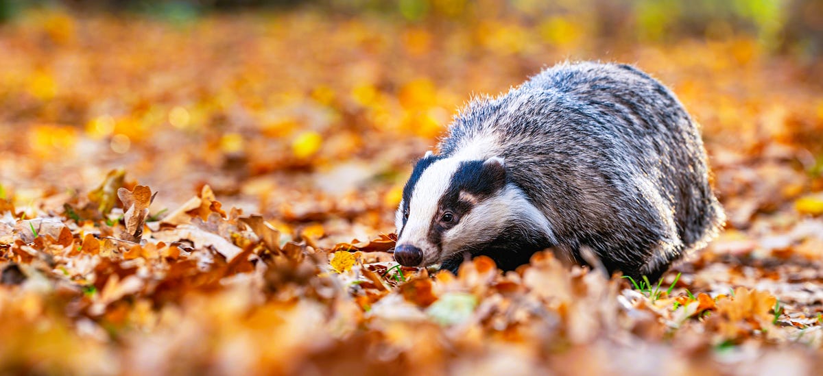 Badgers Protest National Badger Day | by Gary Chapin | MuddyUm
