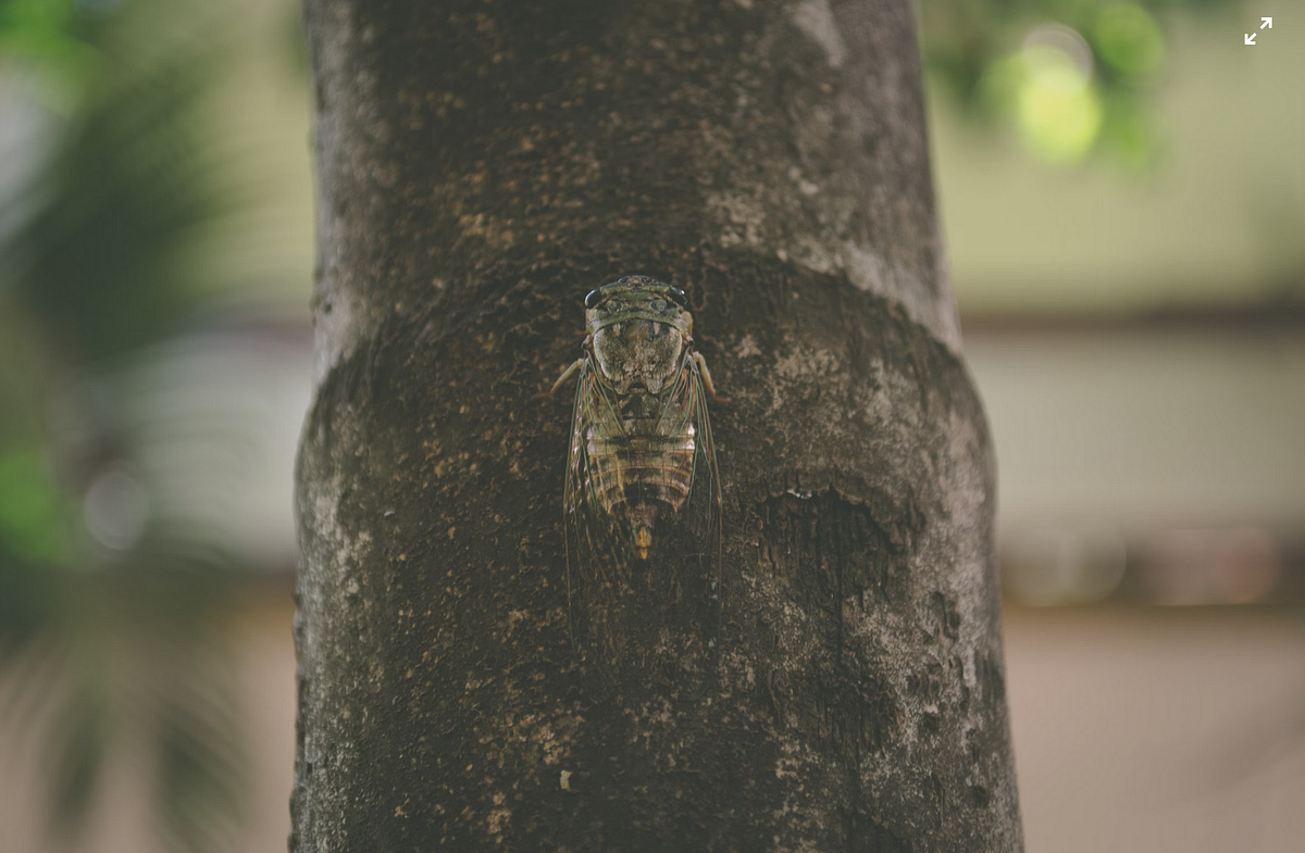 Understanding Swamping and Masking Effects | by Dinusha Dissanayake ...