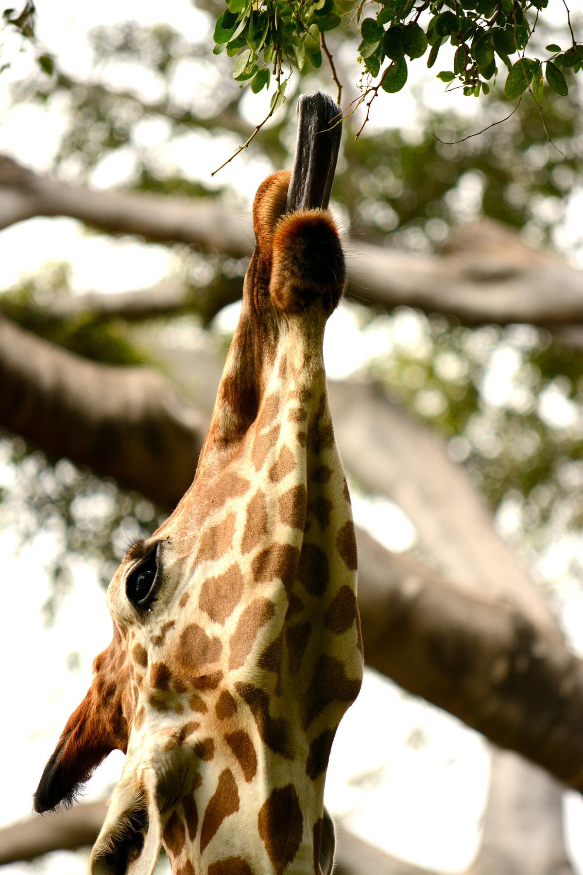 Giraffe. Ambition roams for what is unreachable… | by Kunal Duggal ...
