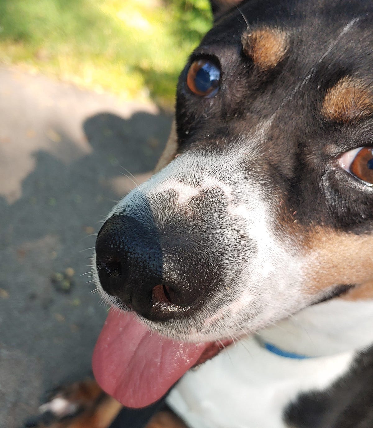 That’s one weird dog. Today was my dog’s “gotcha day”. This… | by ...