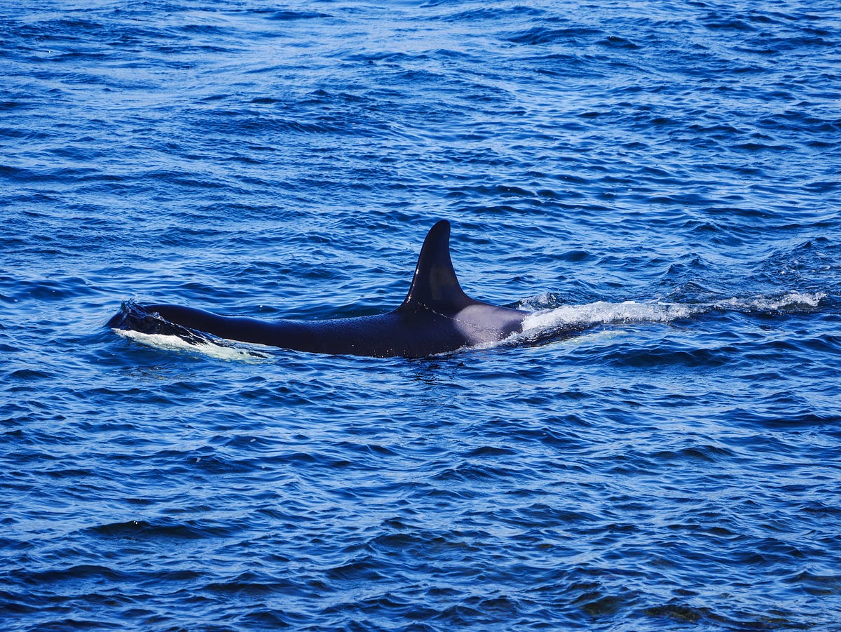Witnessing Wild Orcas Hunting Seals In Shetland | by Lauren Winslow ...