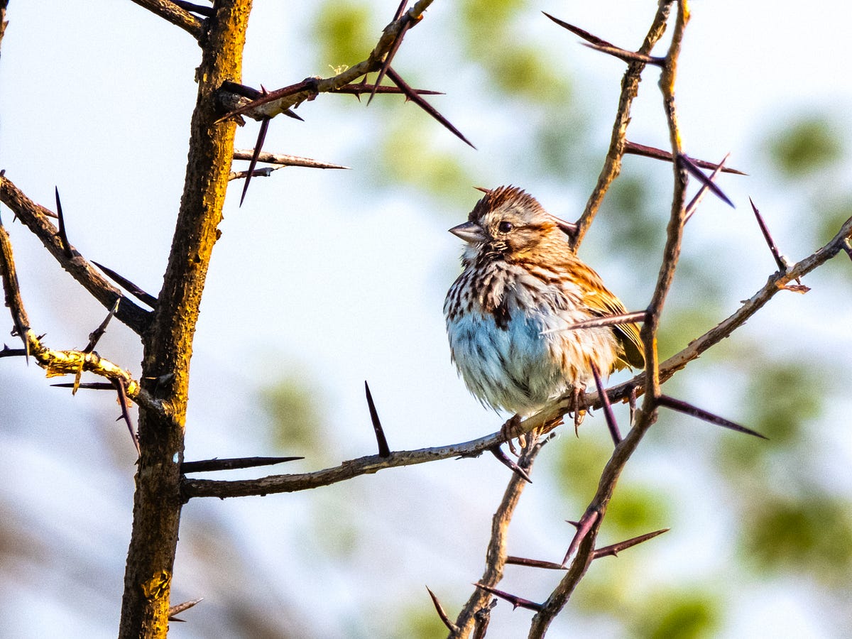 The Song Sparrow Sings. A free verse poem | by V. Plut | The Lark ...