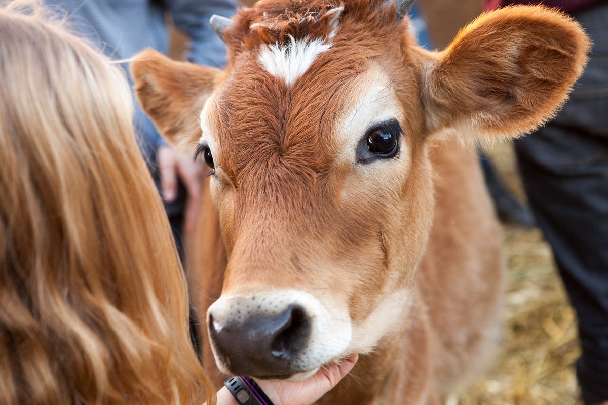 Dairy: White Lies. Lactose “intolerance” is actually the… | by Pax ...