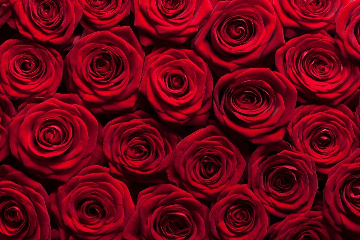 The Symbolism of a Red Rose. “He who wants the rose must respect the ...