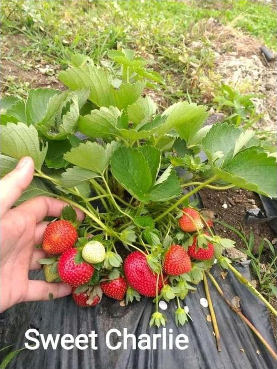 Bibit Strawberry Sweet Charlie Tegal Berkualitas | by Sahale Asoka | Medium