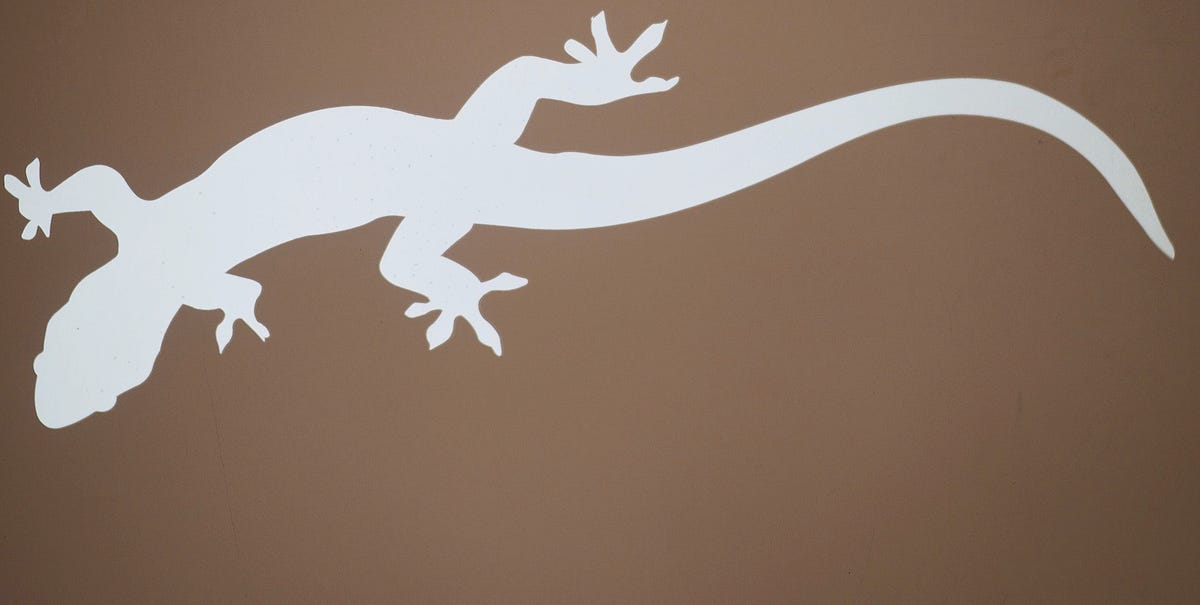 Joe the Salamander. Fiction by Timothy Gager | by The Coil | The Coil ...
