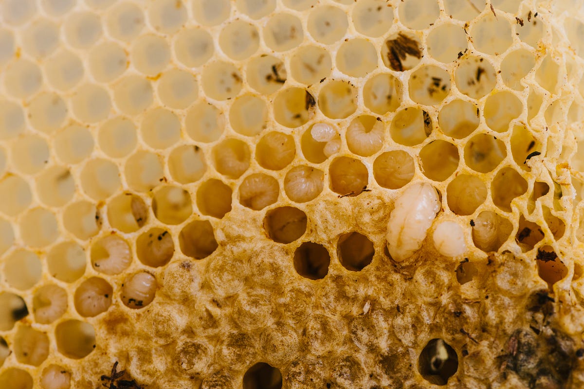 Joining the Hive. Insights into the cyber-security… | by Hivint Blog ...
